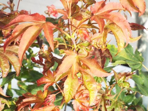 Acer palmatum 'Ruslyn-In-The-Pink' | Acer palmatum 'Ruslyn In The Pink ...