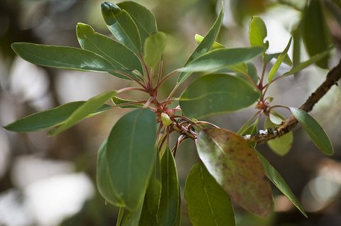 Arbutus arizonica | Arizona Madrone | plant lust