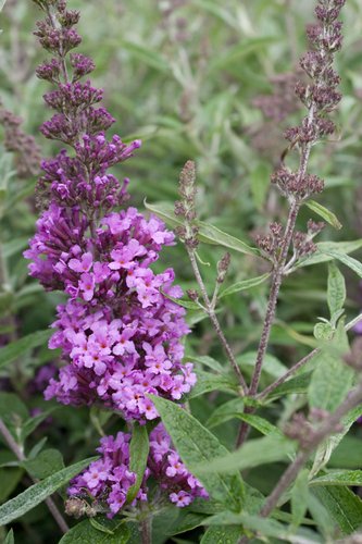 Buddleja davidii Buzz™ Velvet PP22063 | Buddleia 'Buzz Violet ...