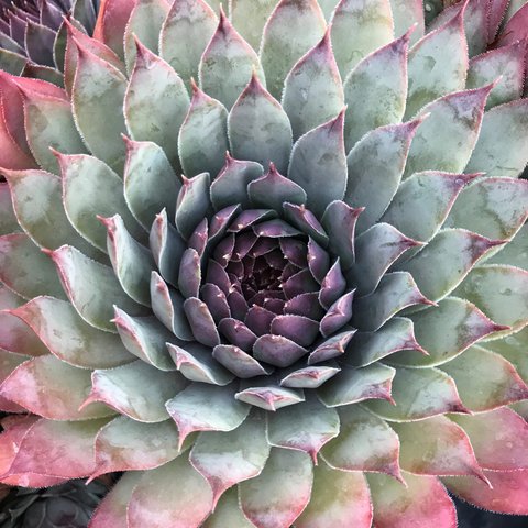 Sempervivum 'Silver Spring' | plant lust