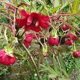 Paeonia delavayi | Paeonia franchetti | Tree Peony | plant lust