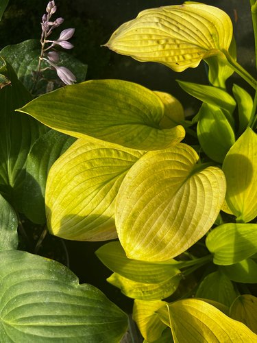 Hosta 'Harvest Glow' | | plant lust