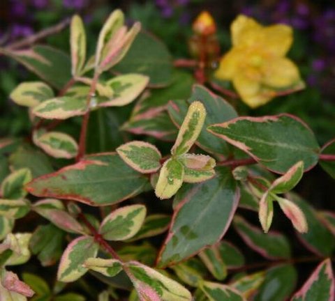 Hypericum x moserianum 'Tricolor' | Hypericum moseranum 'Tricolor ...