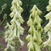 Aconitum species [climbing] | Climbing Monkshood | plant lust