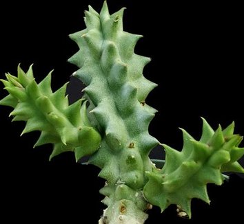 Quaqua from multiple nurseries on Plant Lust