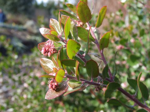 Arctostaphylos 'Sunset' | Arctostaphylos x 'Sunset' | Sunset Manzanita ...