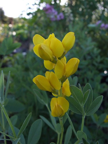 Baptisia sphaerocarpa 'Screamin' Yellow' | Baptisia sphaerocarpa ...
