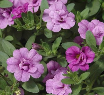 Calibrachoa from multiple nurseries on Plant Lust