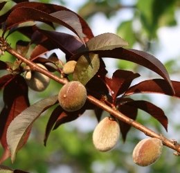 Red Leaf Indian Peach | Amygdalus persica | plant lust