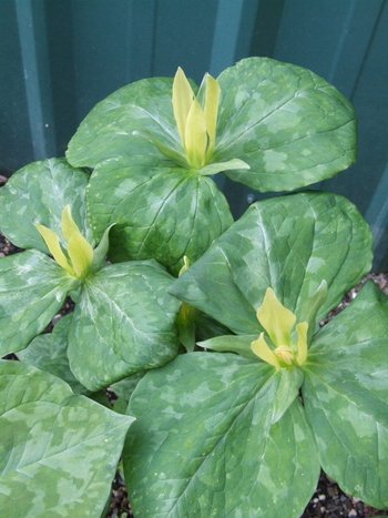 Trillium luteum | Yellow Toadshade | plant lust