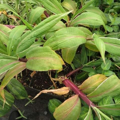 Oplismenus hirtellus 'Variegatus' | Oplismenus africanus | Variegated ...