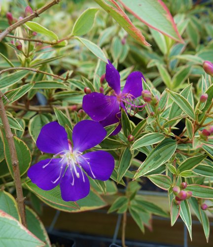 Pleroma granulosum 'Gibraltar' | Tibouchina granulosa 'Gibraltar ...