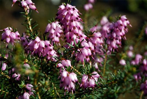 Erica carnea [pink] | Erica carnea 'Pink' | Pink Flowering Winter Heath ...