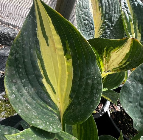 Hosta 'Chain Lightning' | | plant lust