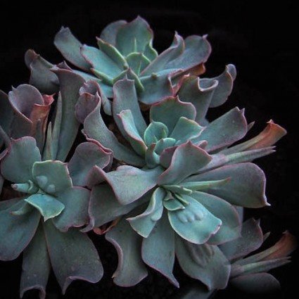 Echeveria 'Blue Spur' | Echeveria 'Blue Spurs' | plant lust