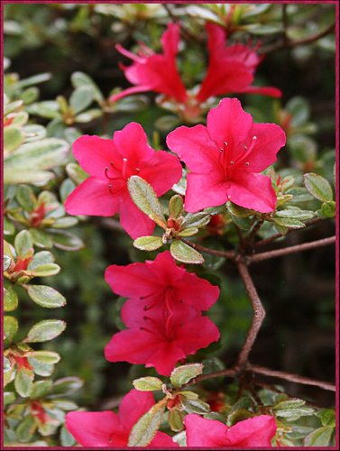 Gumpo Pink Azalea | Azalea 'Gumpo Pink' | plant lust