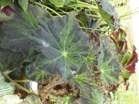 Begonia bowerae 'Dottie's Eyelashes' | Dottie's Eyelashes Begonia ...