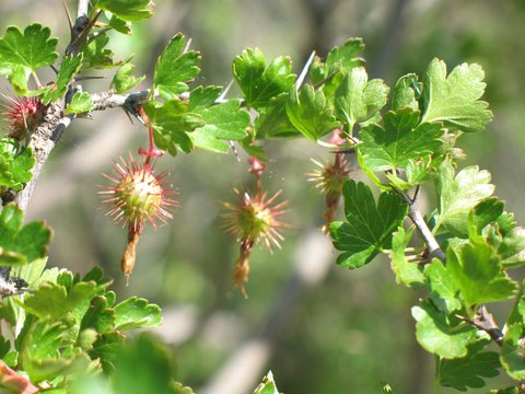 Ribes menziesii | Canyon Gooseberry | plant lust