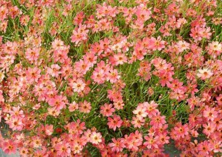 Coreopsis 'Rum Punch' PP18889 | Rum Punch Hybrid tickseed | plant lust