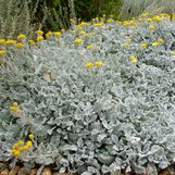 Tanacetum densum ssp. amani | Tanacetum 'Beth Chatto' | Tanacetum ...