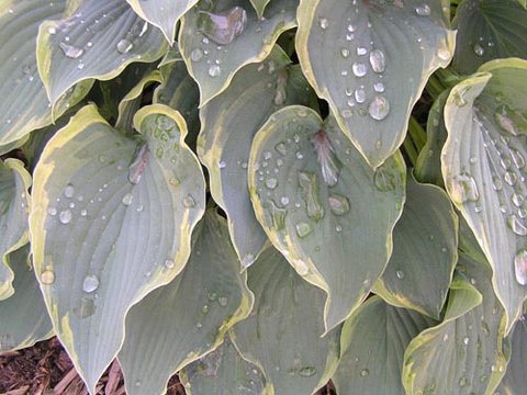 Hosta 'Deja Blu' | Deja Blu Hosta | plant lust