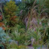 Rhodocoma capensis | Cape Restio | plant lust