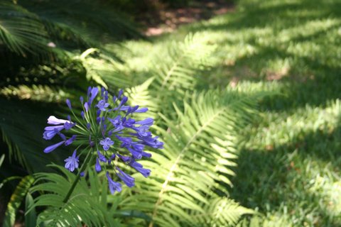 Agapanthus campanulatus 'Cobalt Blue' | Agapanthus 'Cobalt Blue ...