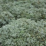 Tanacetum densum ssp. amani | Tanacetum 'Beth Chatto' | Tanacetum ...