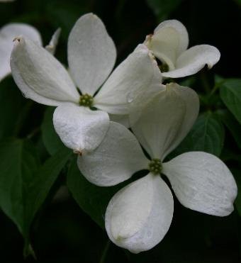 Cornus x rutgersensis Ruth Ellen™ PP07732 | Cornus rutgersensis 'Ruth ...