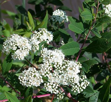 Spirea from multiple nurseries on Plant Lust