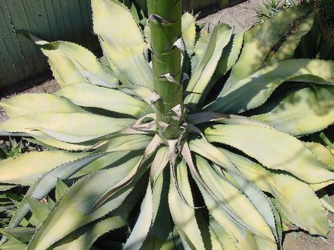 Agave marmorata | plant lust