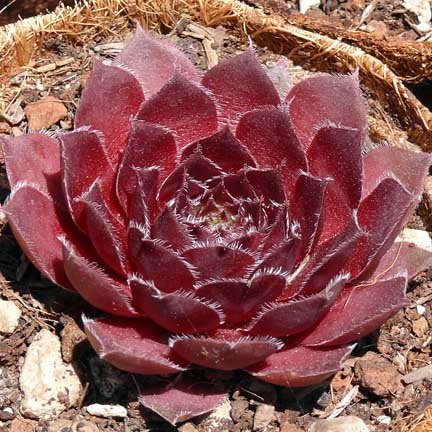 Sempervivum 'Rubin' | Sempervivum 'Red Rubin' | Red Rubin Hen & Chicks ...