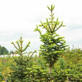 Abies pinsapo 'Aurea' | Golden Spanish Fir | plant lust