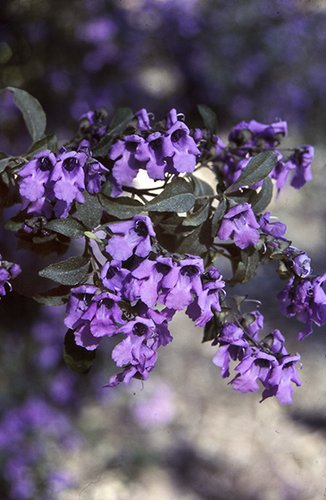 Prostanthera ovalifolia | Australian Mint Bush | plant lust