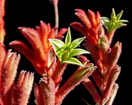 Anigozanthos 'Bush Ranger' | Bush Ranger Dwarf Kangaroo Paws | plant lust