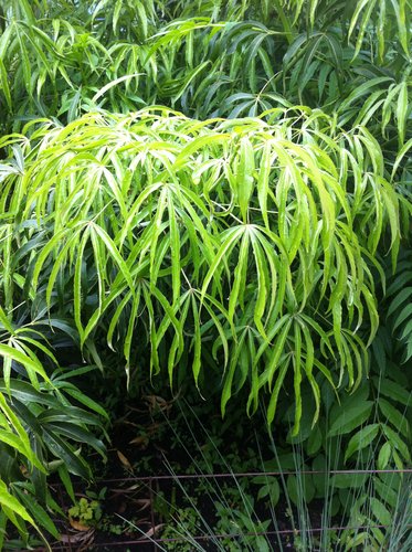 Metapanax delavayi | Nothopanax delavayi | Delavay False Ginseng ...