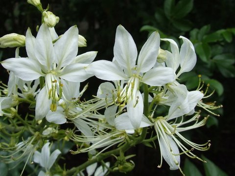 Dictamnus albus 'Albiflorus' | Dictamnus albus [White] | Burning Bush ...