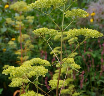 Patrinia from multiple nurseries on Plant Lust