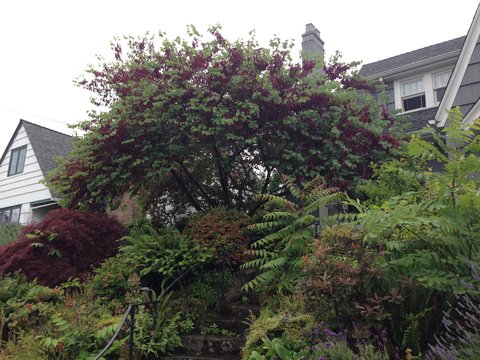 Cercis racemosa | Chain-flowered Redbud | plant lust