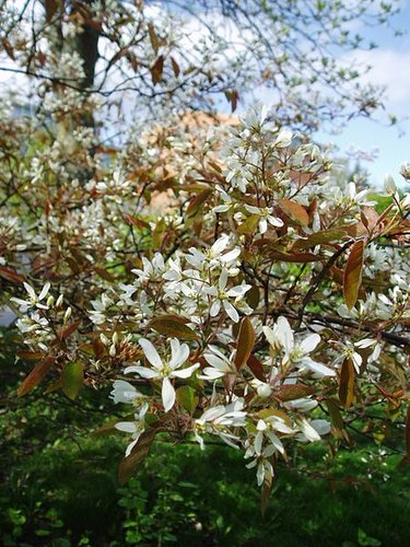 Amelanchier lamarckii | Juneberry | Snowy Mespilus | plant lust