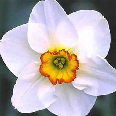 Narcissus 'Merlin' | Merlin Daffodil | plant lust
