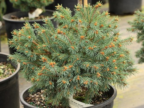 Picea glauca 'Edith' | Edith White Spruce | plant lust