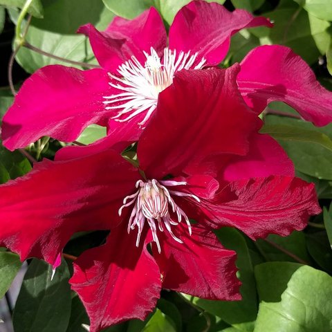 Clematis Rebecca™ PP21583 | Clematis 'Rebecca' | plant lust