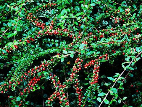 Cotoneaster horizontalis | Rock Cotoneaster | Rockspray Cotoneaster ...
