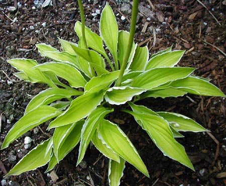 Hosta 'Lemon Frost' | | plant lust