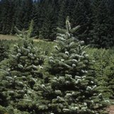 Abies nordmanniana ssp. equi-trojani | Abies bornmuelleriana | Abies ...