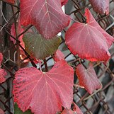 Vitis 'Roger's Red' | Vitis californica x vinifera 'Rogers Red' | Roger ...