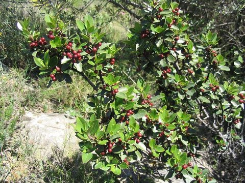 Rhamnus alaternus | Italian Buckthorn | plant lust
