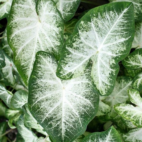 Caladium 'Aaron' | Aaron Caladium | plant lust