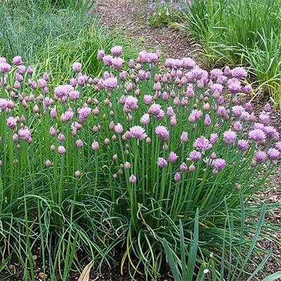 Allium schoenoprasum 'Curly Mauve' | Curly Mauve Garden Chives | plant lust